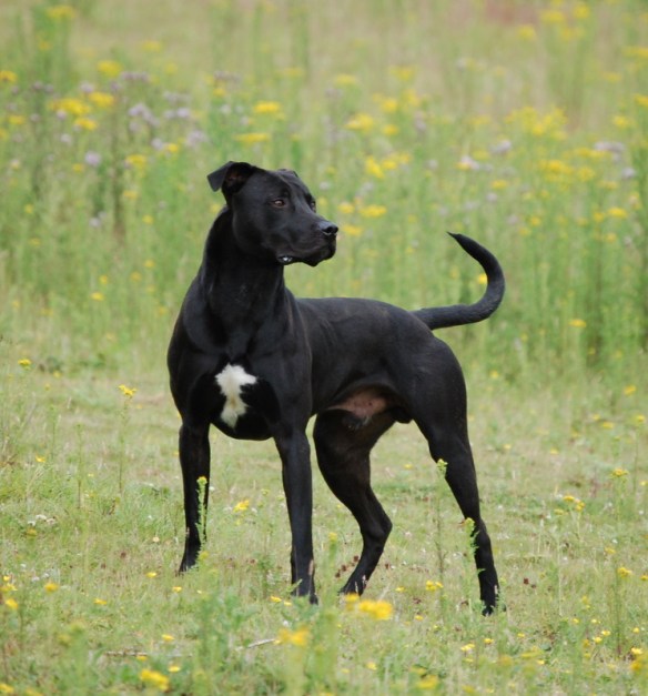 The Alaunt: Hunting Dog of the Middle Ages | Medieval Compendium